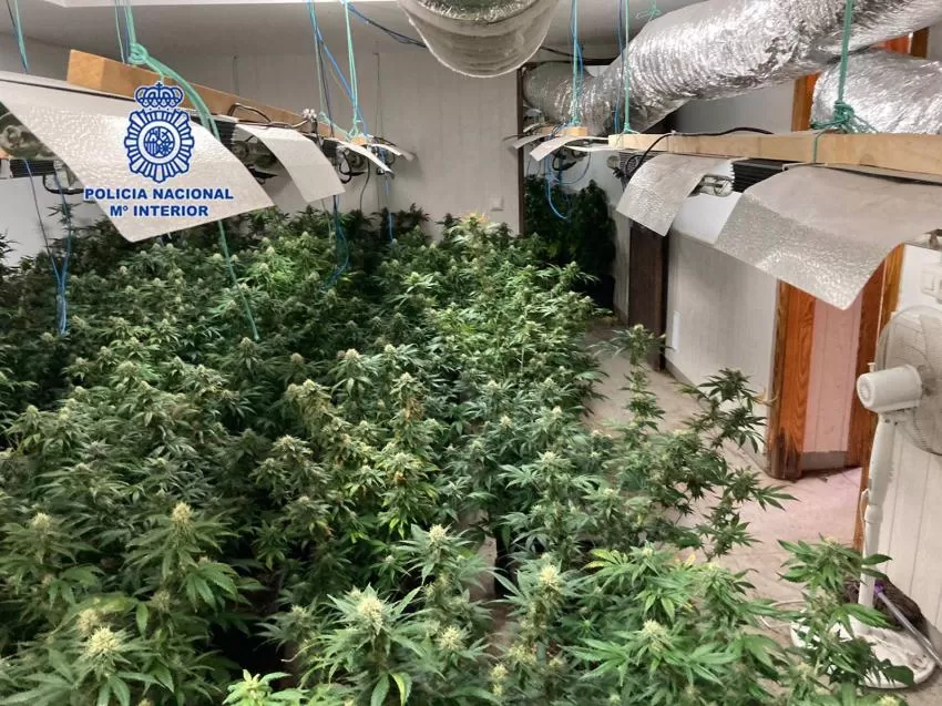 La Policía Nacional desmantela una plantación de marihuana en un chalet de La Alcayna y detiene ...