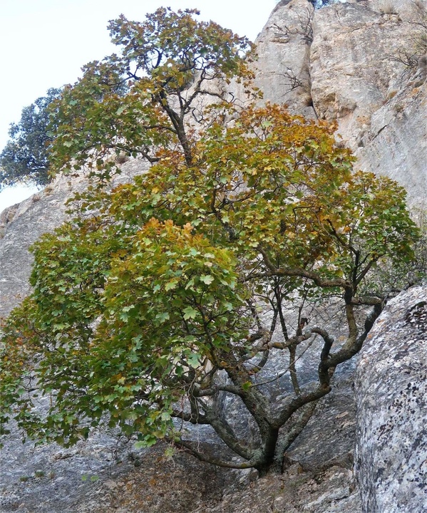 Biodiversidad en Murcia programa de conservación de flora