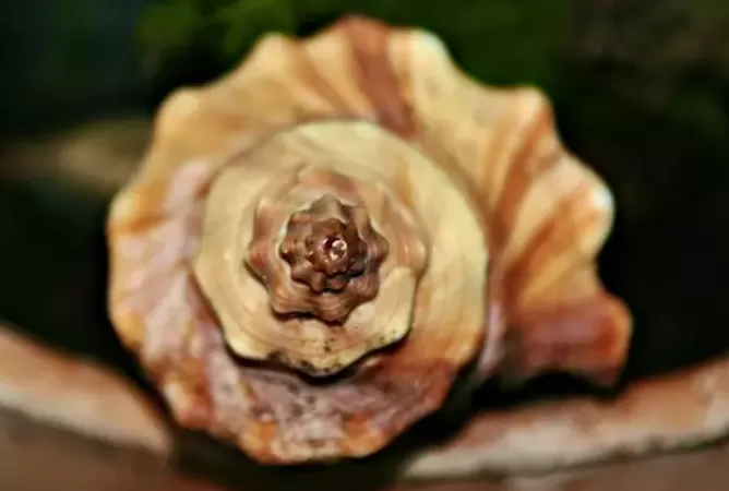 ¿Por qué el 23 de noviembre es el Día de Fibonacci?