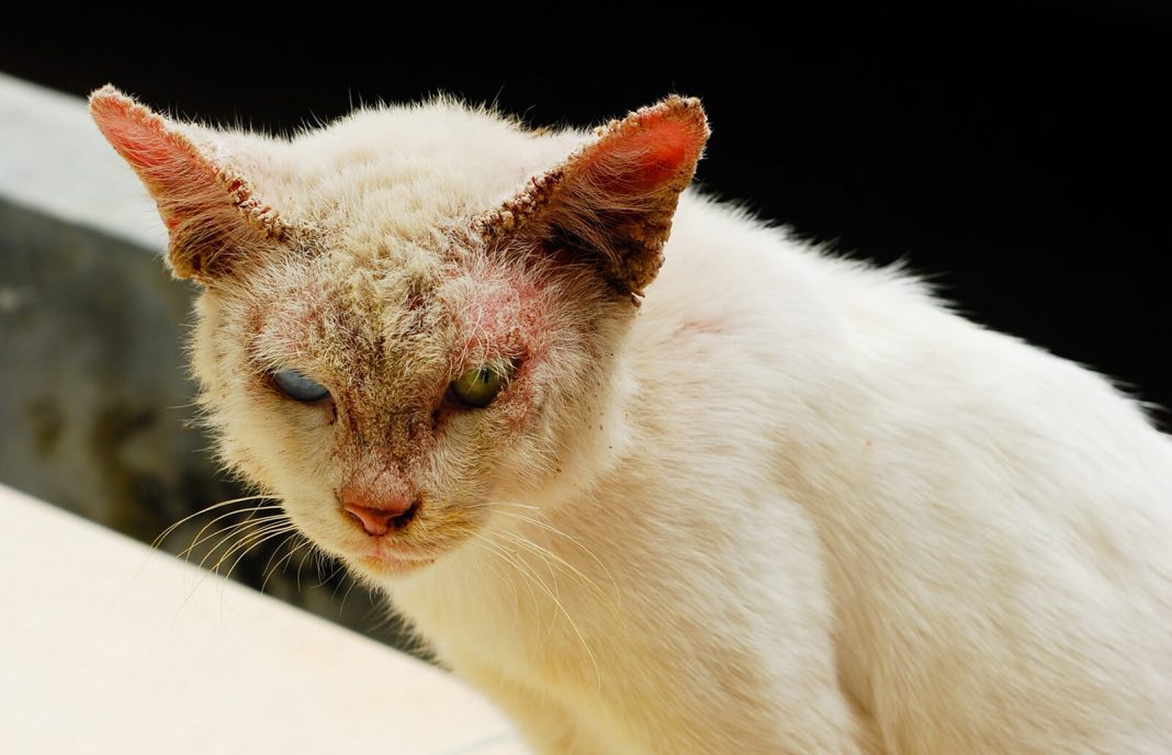 Sarna Notoédrica Em Gatos - RETOEDU