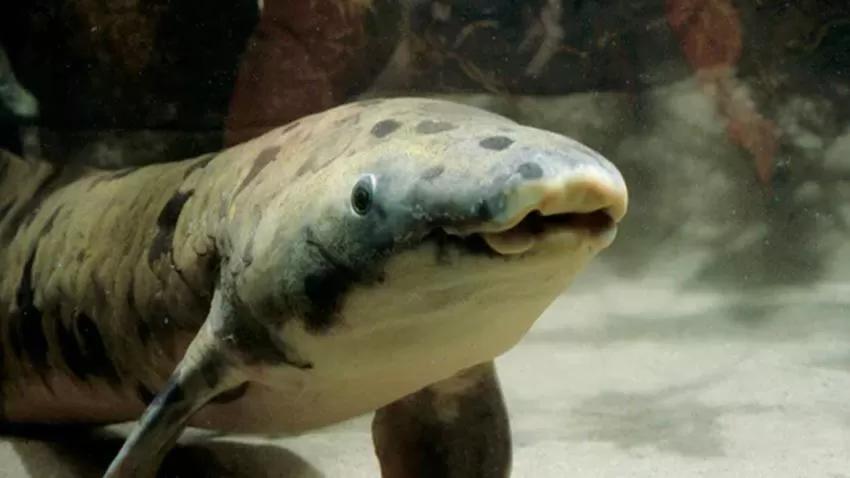 Las cualidades que permiten a los peces pulmonados vivir sin agua ...